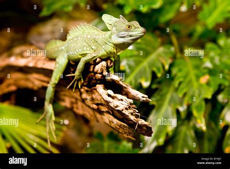 Plumed Basilisk Stock Photo Alamy