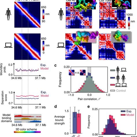 Polymer Phase Separation Explains Chromatin Structure Variability