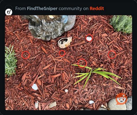 5 Tiny Frogs Album On Imgur