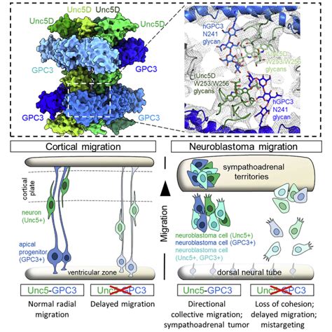 Gpc3 Unc5 Receptor Complex Structure And Role In Cell Migration Abstract Europe Pmc