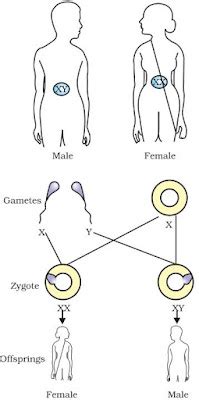 NCERT Revision Notes For Chapter 9 Heredity And Evolutions Class 10 Science Classrankers Com