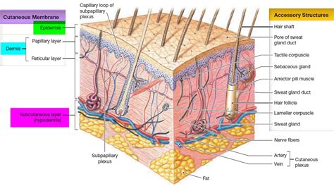 Skin Layers And Structures