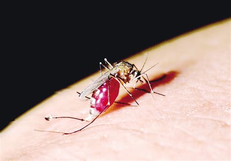 모기 무는 이유 잘 물리는 혈액형은 따로 있다 중앙일보