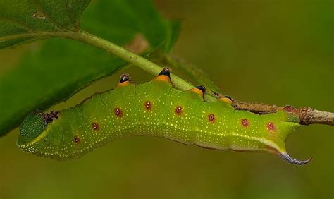 Hummingbird Clearwing Moth Identification Life Cycle Facts And Pictures