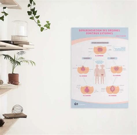 Poster Différenciation Des Organes Génitaux Externes En Papier Semi