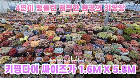 혹시 키핑장을 찾으시나요 여기는 어떠신가요 대형 싸이즈 키핑다이 4면이 막힘없이 통풍이 너무나 잘돼는곳 키핑장 다육이 창 국민이 묵둥이 행복다육 달콤한총각