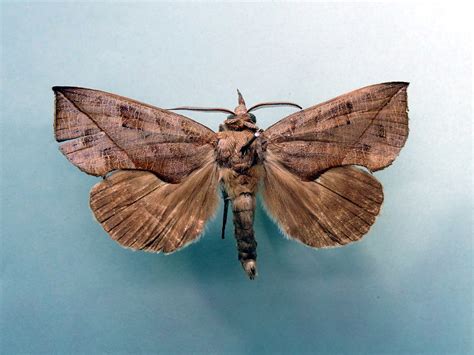 Calyptra Gruesa