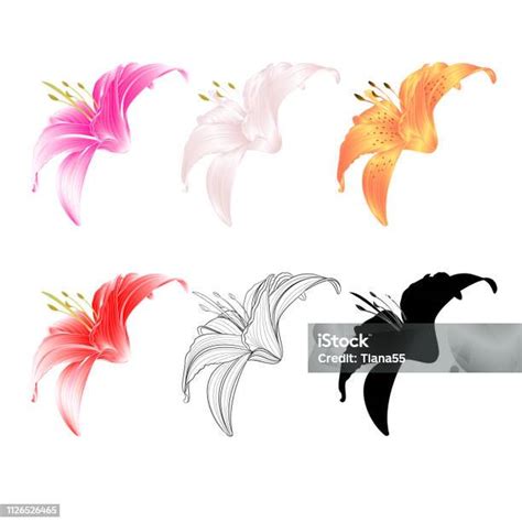 백합 꽃 3 분홍색 흰색 노란색 빨간색 개요 및 실루엣 나리속 Candidum 흰색 배경 빈티지 벡터 그림 편집에 0명에 대한 스톡 벡터 아트 및 기타 이미지 Istock