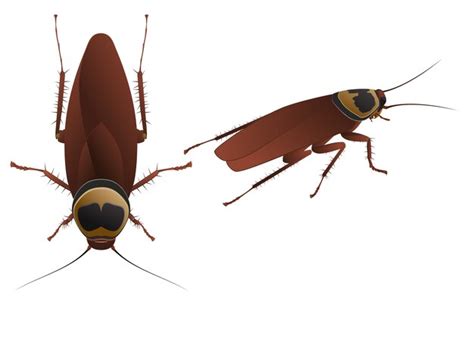 Premium Vector Cockroach