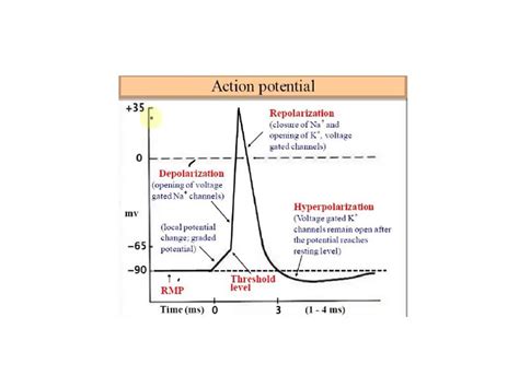 Solved Explain The Steps Of An Action Potential Including Where It