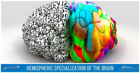 Hemispheric Specialization Of The Brain Spencer Institute Health Holistic And Wellness