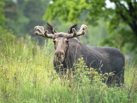 Moose Safari Visit Finland