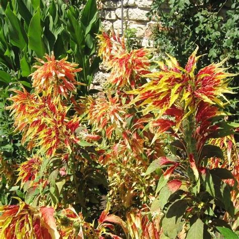 Amaranthus Seeds Perfecta Flower Seeds In Packets And Bulk Eden