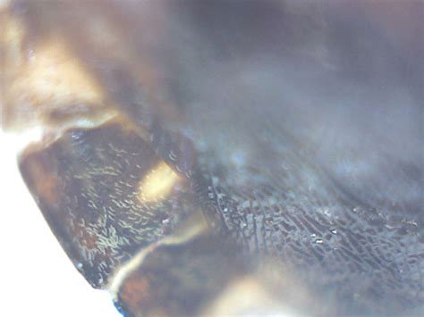 Assassin Bug Foothill Sierra Pest Control