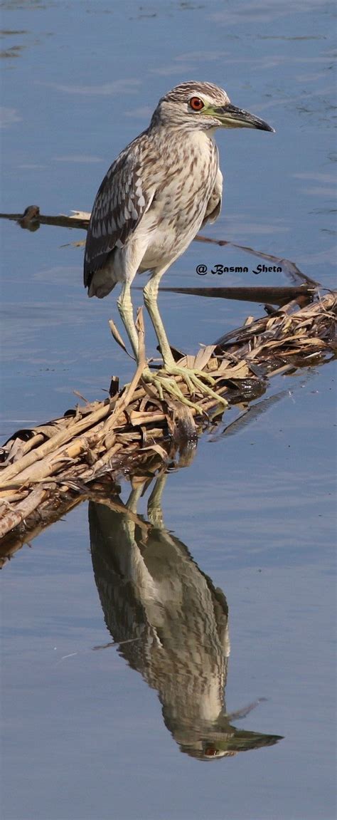 Basma Sheta Posted On Linkedin