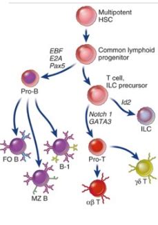 BIOL 321 Lecture 4 T Cell And B Cell Development Flashcards Quizlet