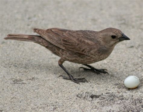 Brown Headed Cowbird With Stolen Egg 8 X 10 Inch Photograph Etsy