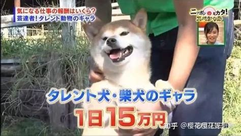 网红猫狗工资大曝光一个月至少收入30万人民币比我们一年赚的还要多 知乎