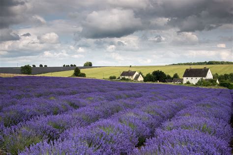 Photograph The Cotswolds Lavender Fields This Summer Ephotozine