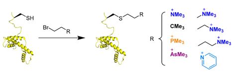 Trimethyllysine From Carnitine Biosynthesis To Epigenetics Pmc