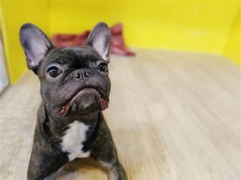 프렌치 불독 꿀이 책임 무료분양분양완료 고양이입양 강아지입양 유기견입양 현황 아이조아보호소