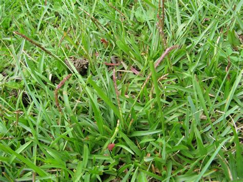 Centipedegrass Eremochloa Ophiuroides Picturethis
