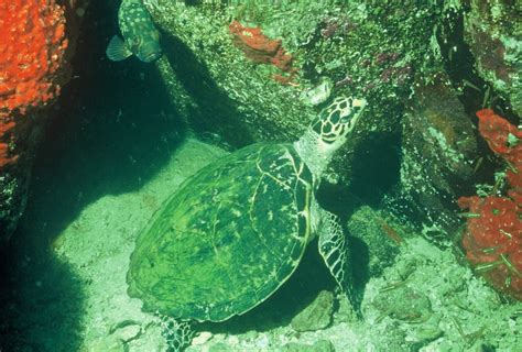 Eritrea Archives Tiplr