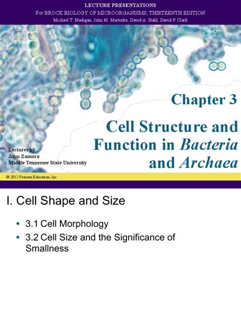 Microbial Structure Pdf Cell Membrane Cell Wall