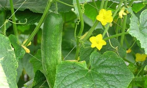 Daun Mentimun Manfaat Efek Samping Dan Tips Konsumsi Idn Medis