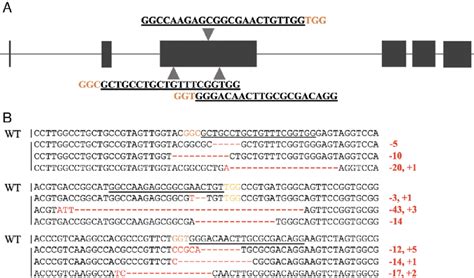 Mutagenesis Of The White Locus A Schematic Representation Of The