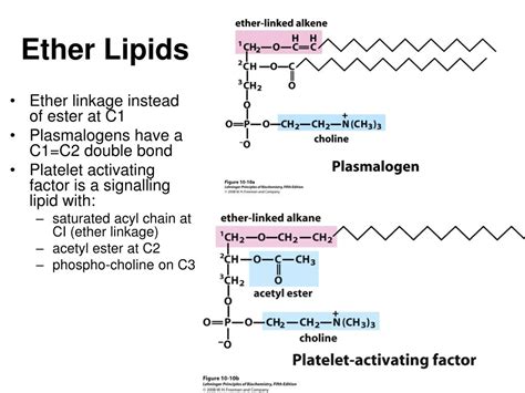 Ppt Chapter 10 Lipids Powerpoint Presentation Free Download Id 575584
