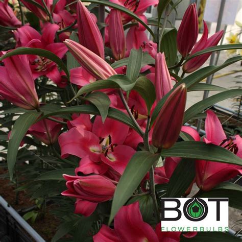 Robina Bot Flowerbulbs