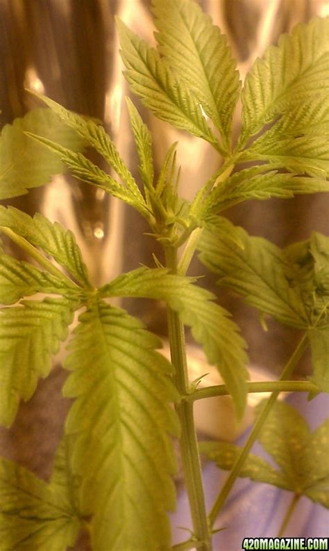 Can Anyone Tell Me The Sex Of My Plant Magazine