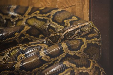 Free Picture Indian Python Python Molurus Close Up Of Big Snake In