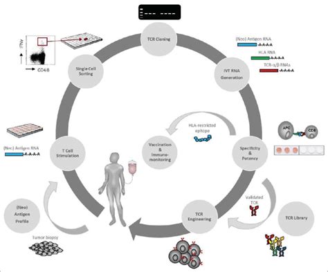 Discovery And Validation Of Antigen Specific Tcrs From Single T Cells