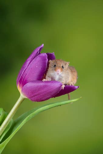 중립 녹색 자연 배경 보라색 튤립 꽃 단풍에 사랑스러운 귀여운 수확 마우스 Micromys Minutus 갈고리 발톱에 대한 스톡 사진 및 기타 이미지 Istock