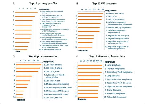 A Top 10 Pathway Profiles B Top 10 Go Processes C Top 10 Download Scientific Diagram