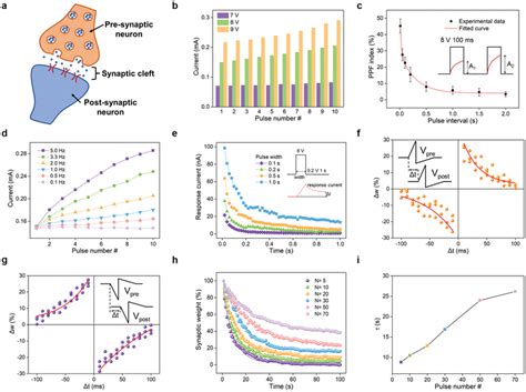 A Schematic Illustration Of A Biological Synapse B Current Download Scientific Diagram