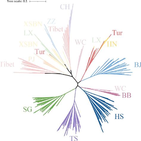 Maximum Likelihood Tree Of The Clustering Pattern Among All Populations