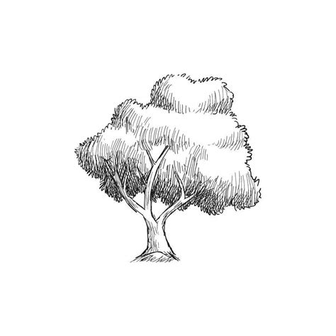 Simple Sketch Of Tree