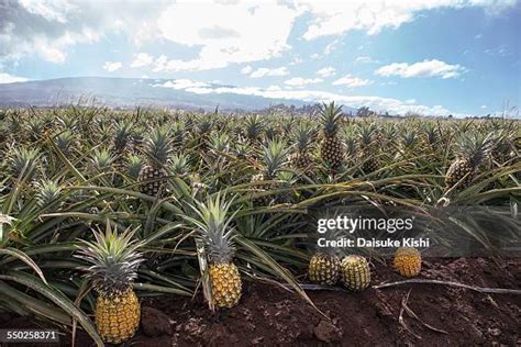 Pineapple Plantation Hawaii Photos And Premium High Res Pictures