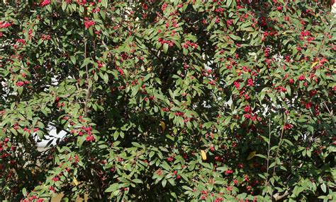 Cotoneaster Lacteus — Plantamus Vivero Online