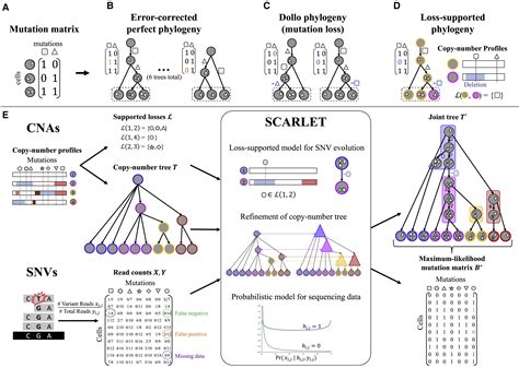 Scarlet Single Cell Tumor Phylogeny Inference With Copy Number