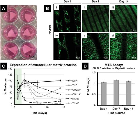 Figure 1 From Extracellular Matrix Protein Production In Human Adipose Derived Mesenchymal Stem