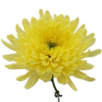 Buy Mums Yellow Cremon Astroid Flower Marketplace