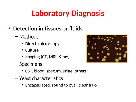 Cryptococcus Var Gattii Var Neoformans And Var Grubii Ppt