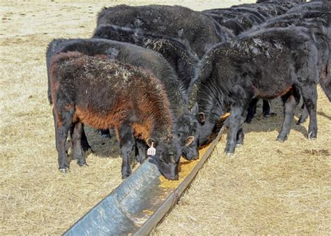 preconditioning improves calf health performance and carcass quality bill pelton livestock llc
