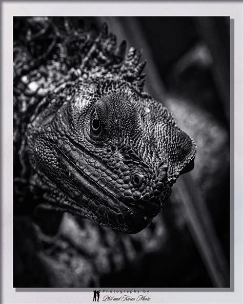 Rf S  Canon Rf Shooters Forums