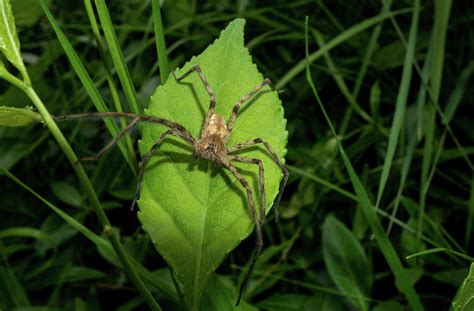 Creepy Grass Spider Photograph By Linda Howes Fine Art America
