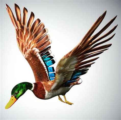 blender duck models turbosquid
